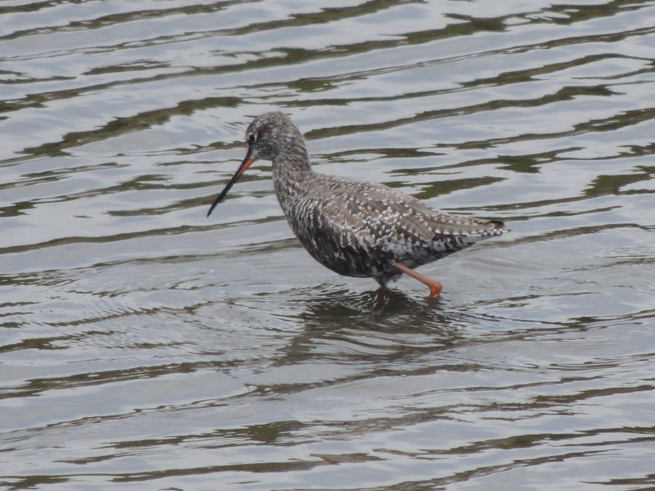 Spotted Red Shank – Becky in Portugal