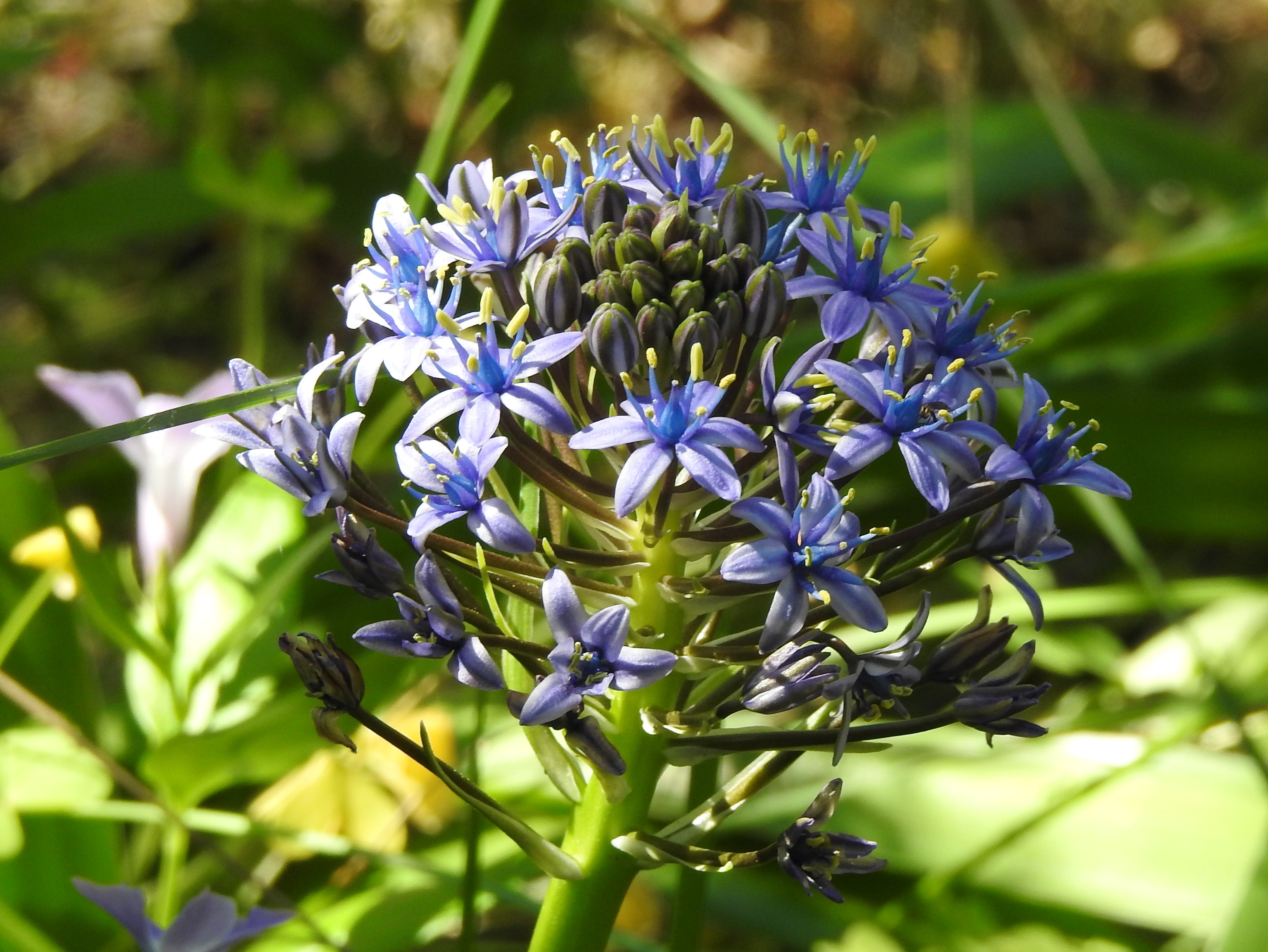 Portuguese Squill – gorgeous in the undergrowth – Becky in Portugal
