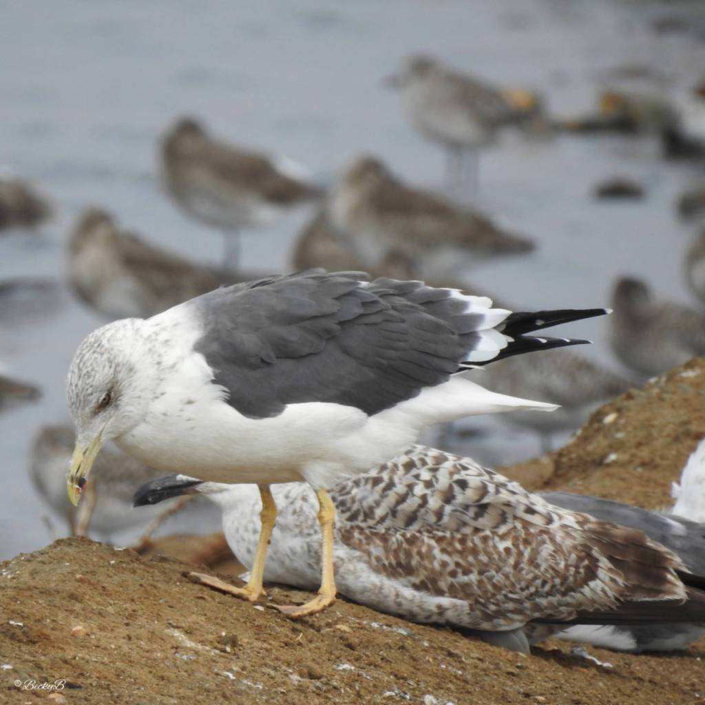 Birding in Olhão: A Grey Day of Wader Wonders